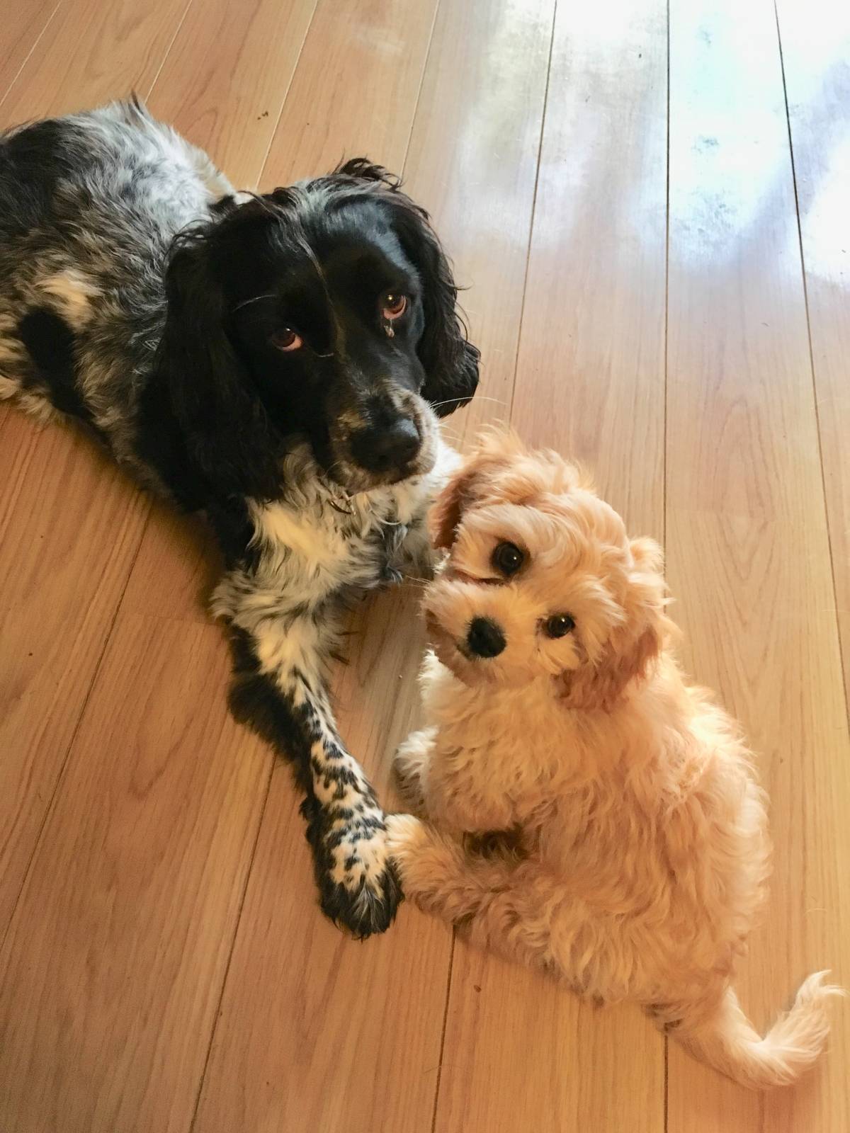 Taking Care of Two Dogs at Home - LIFESTYLE - Fashion Potluck